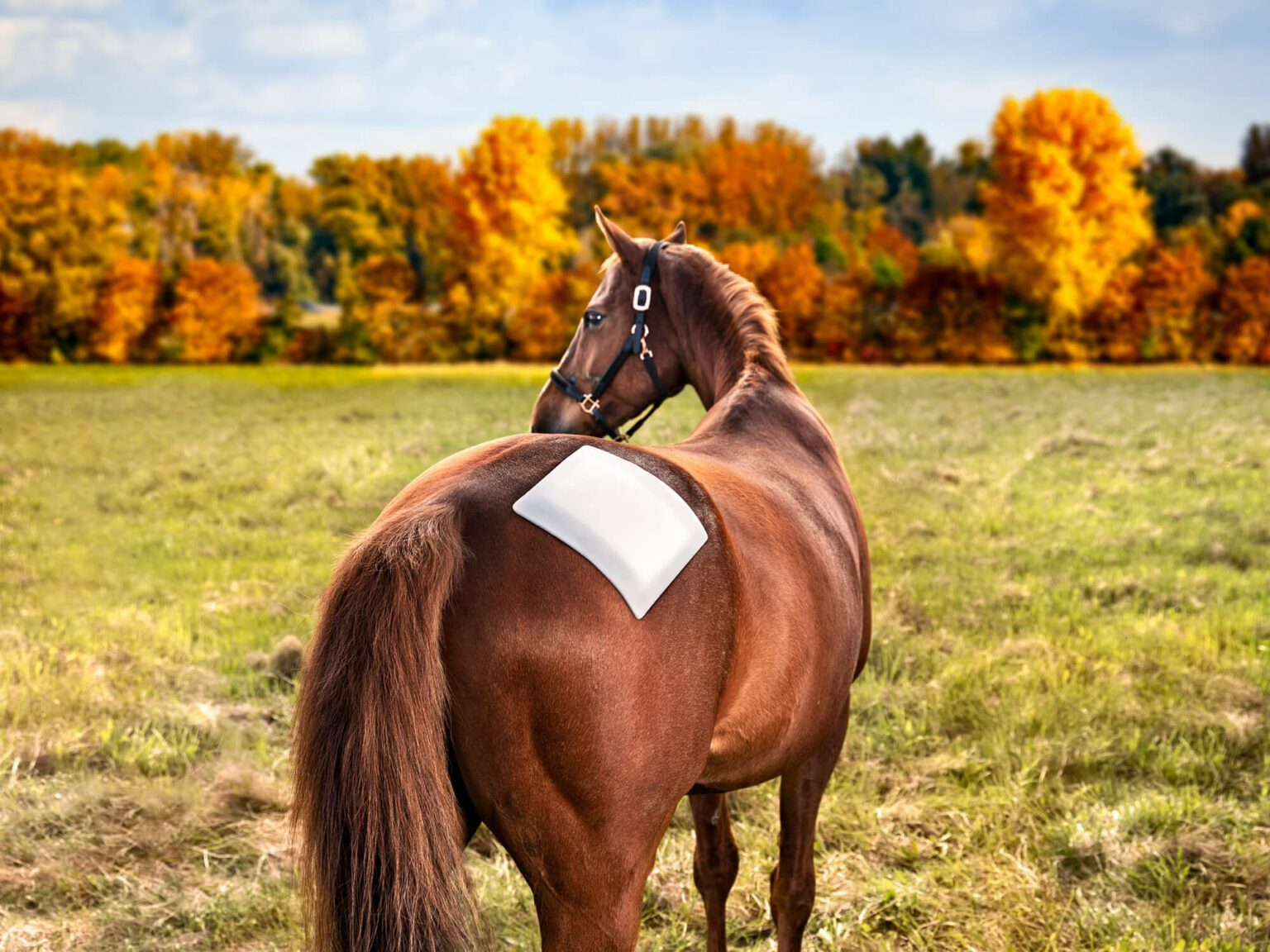 Adhesive Foam Bandage - Small foam bandage for animals | Snögg